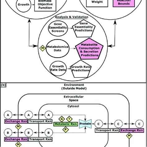 A Multi Omic Data Integration Into Gems During Model Construction Download Scientific