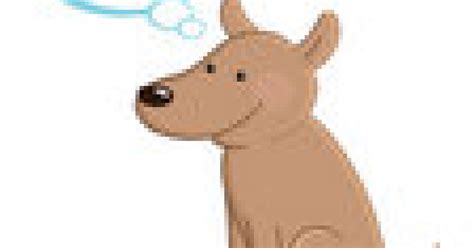 Why Dogs Hump And Rupert Sheldrakes Morphogenic Fields Psychology Today