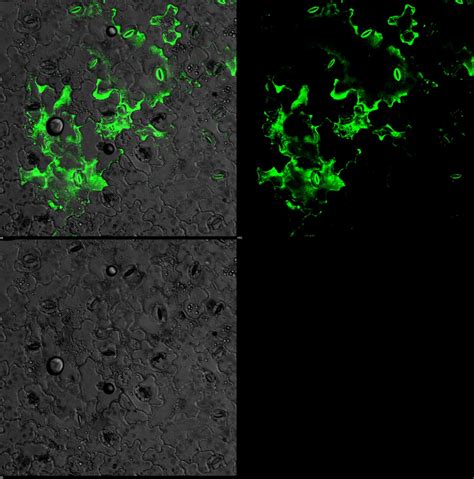 139 Questions With Answers In Agrobacterium Mediated Plant Transformation Science Topic