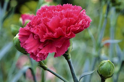 节日送花 重阳节给老师送什么花比较好 好花网
