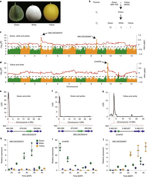 Gwas Bulked Segregation Analysis And Qtl Analysis Identified The Same Download Scientific