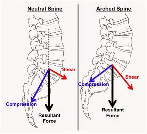 Should You Fear Lumbar Flexion • Stronger By Science