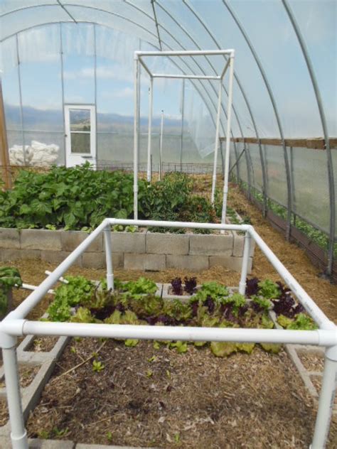 Build A Tomato Trellis The Living Farm