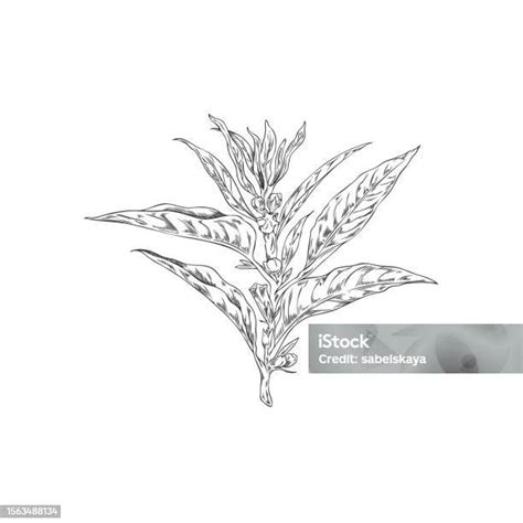 검은 등고선 스케치 참깨 가지 나뭇잎 씨앗 꽃 벡터 그림이 있는 농업 건강한 식물 0명에 대한 스톡 벡터 아트 및 기타 이미지 0명 건강한 식생활 곡초류 Istock