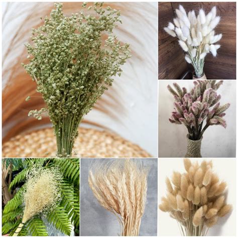 Jual Bunga Kering Bunny Tail Bunga Kering Lagurus Bunga Kering