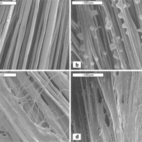 Scanning Electron Microscopy Sem Showing Adherence Proliferation And