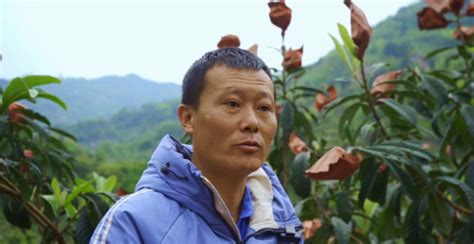 绥江中城万亩枇杷甜蜜上市 腾讯新闻