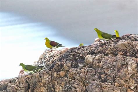 渥美半島の野鳥Ⅲ アオバトの撮影は