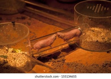 Mutant Rat Images Stock Photos Vectors Shutterstock