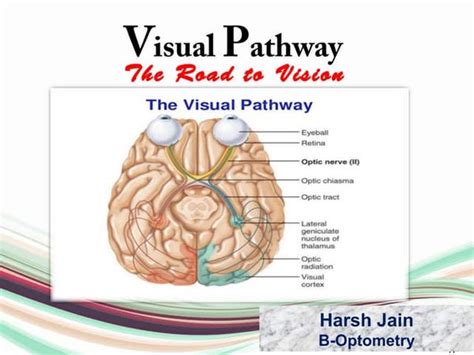 Overview Of Visual Pathway And Processing