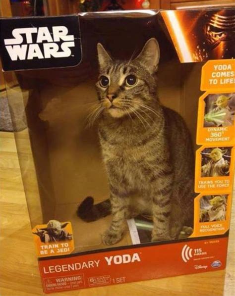 Working The Cat Trap Is R Thecattrapisworking