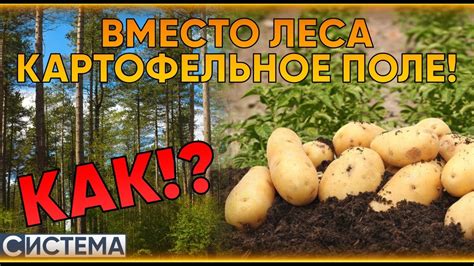 ИЗ ЛЕСА КАРТОФЕЛЬНОЕ ПОЛЕ Как посадить картофель в лесу