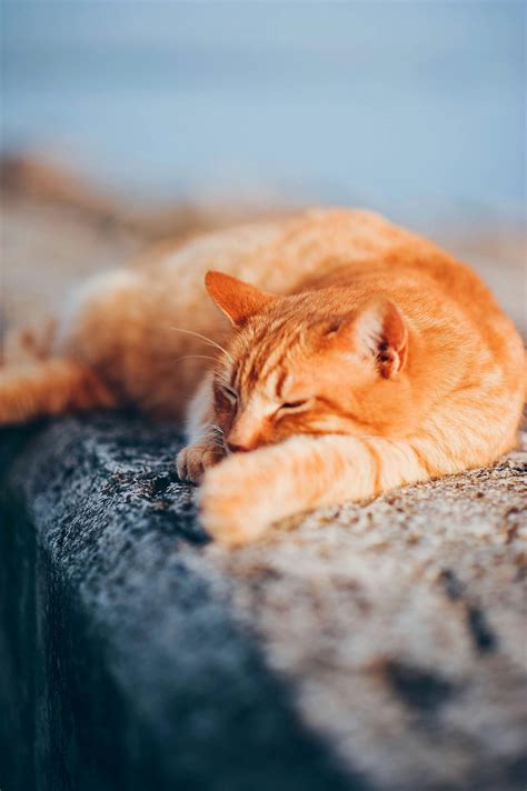 Orange Tabby Cat Wallpapers 4k Hd Backgrounds On Wallpaperbat
