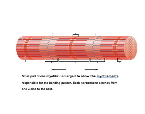 Sarcomere 3d Diagram Quiz