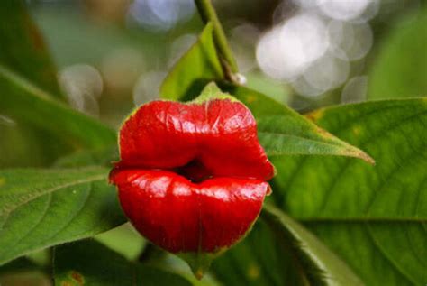 Oak Spring Garden Foundation The Worlds Sexiest Plants