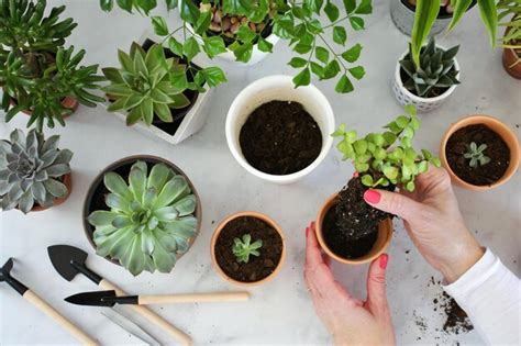 Premium Photo A Woman Is Planting A Plant In A Pot With A Pair Of