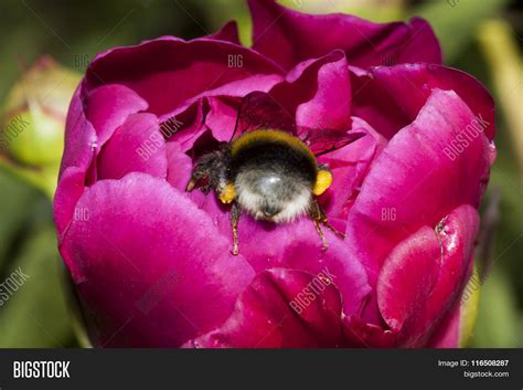 Bumble Bee Butt Image And Photo Free Trial Bigstock