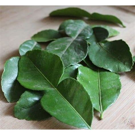 Jual Daun Jeruk Angka 8 Aseli Per Pack Shopee Indonesia