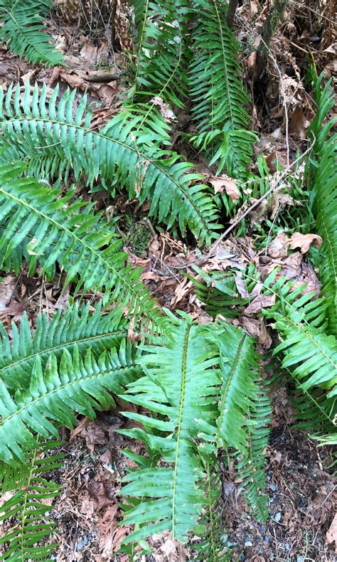 Plagiogyria Adnata Picturethis