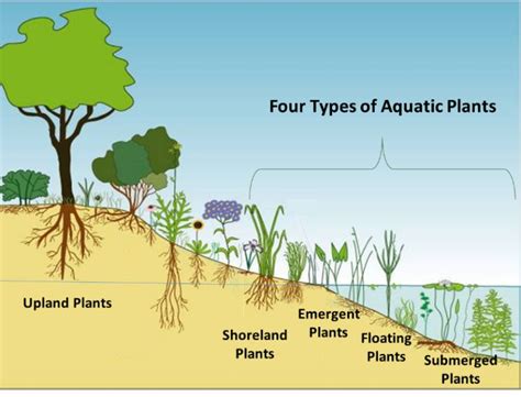 Simple Aquatic Ecosystems