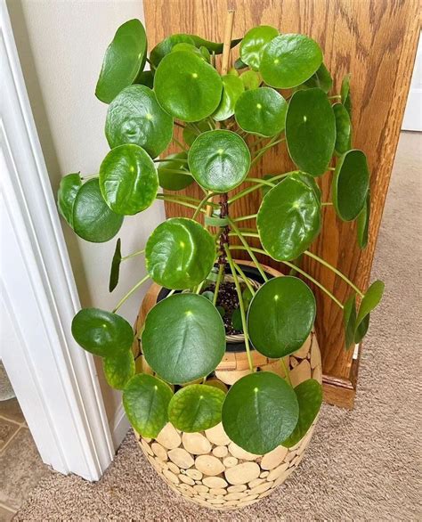 Rare Houseplant Expert Reveals 8 Stunning Low Maintenance Varieties To