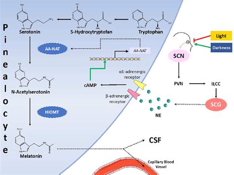 Figure 1 From The Crosstalk Between Melatonin And Sex Steroid Hormones