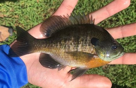 Filebluegill Cropped Wikimedia Commons