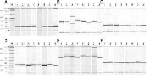 Table From Construction Of A Microsatellite DNA Profile Database For Pear Cultivars And
