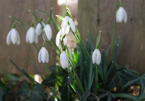 꽃 헌병 식물학 블 Pixabay의 무료 사진