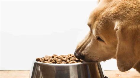 Why Does My Cockapoo Eat Poop Grass Stones Paws And Learn