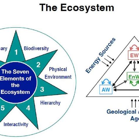 Elements And Graphical Representation Of The Ecosystem A The Seven