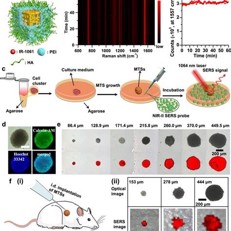 Nir Ii Sers Imaging Of A Solid Tumor In A Living Tumor Bearing Mouse A