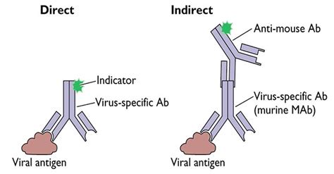 Immunofluorescence Definition Types Steps Uses