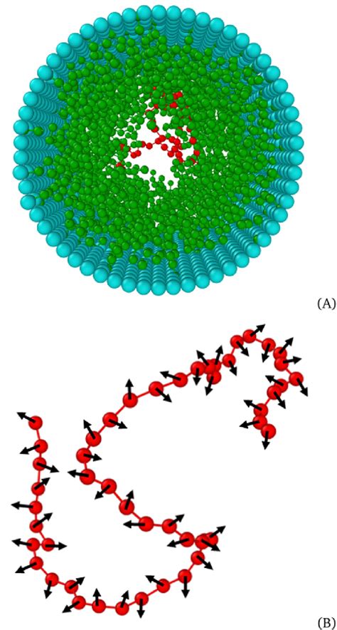 A Top View Of A Snapshot Of An Active Polymer Red Inside A Polymer Download Scientific