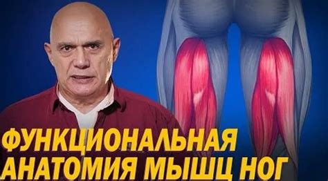 Как устроены мышцы ног и за что они отвечают Функциональная анатомия мышц нижних конечностей