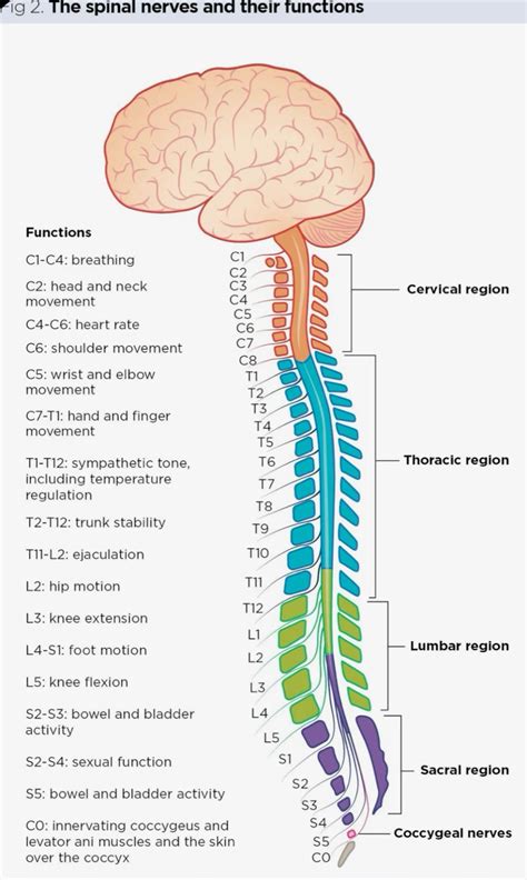 Spinal Nerves Artofit