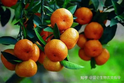 柑橘施肥用什么肥料？柑橘如何快速膨大？柑橘膨果防裂着色素用“调色师” 知乎