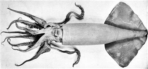 Killer Squid And Deadly Octopus Really Planet Deadly