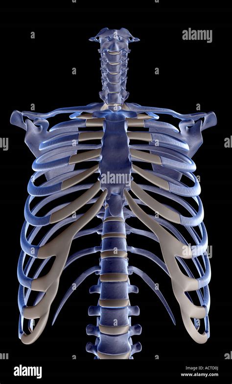 Xiphoid Process Processus Xiphoideus Kenhub