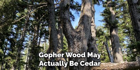 What Is Gopher Wood 3 Easy Theories 2025