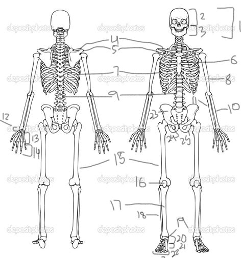 Skeleton Classification And Bone Structure Ch6 Diagram Quizlet