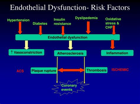 Ppt Endothelial Dysfunction In Hypertension Powerpoint Presentation