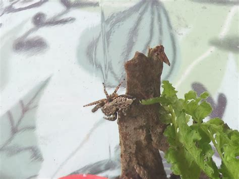 Can Someone Identify The Species Sex And Age R Jumpingspiders