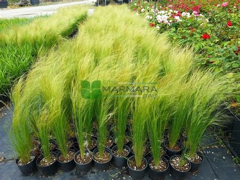 Silky Thread Grass Mexican Feather Grass Mexican Needle Grass Pony