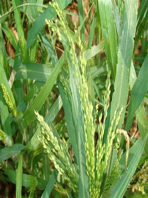 Panicum Sumatrense Alchetron The Free Social Encyclopedia