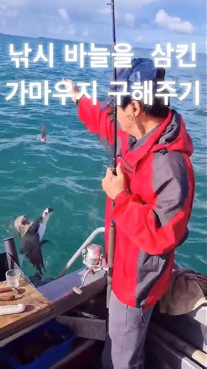 보트위에서 낚시 바늘 삼킨 가마우지 새 구조하기shorts Youtube