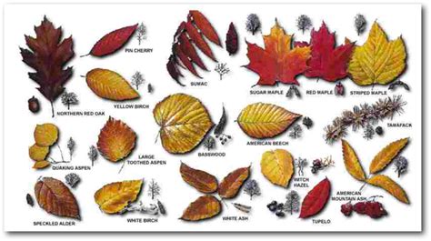 North American Tree Leaf Identification Chart Sheryrealtor