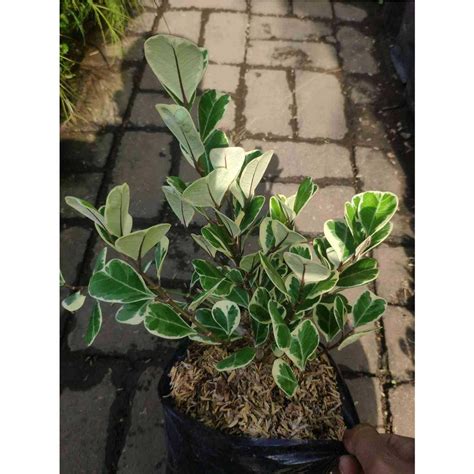 Ficus Triangularis Variegated Captivating Beauty With Striking