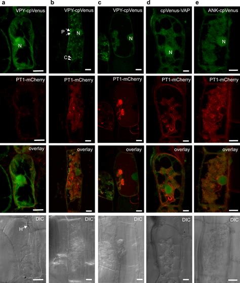 Subcellular Localization Of Full Length Vpy Vapmsp And Ankyrin Download Scientific Diagram