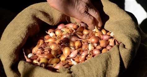 ნოემბერში ხახვი ამ ნარევით უნდა გაჟღინთოთ რათა მსხვილი თავები მიიღოთ